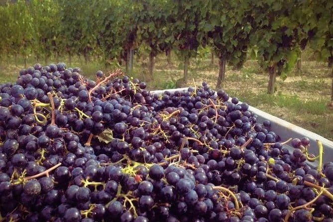 Siena & Tuscany - An In-Depth Look at the Tour