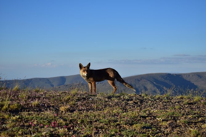 Sierra Nevada Tour (Granada) - Who Will Love This Tour?