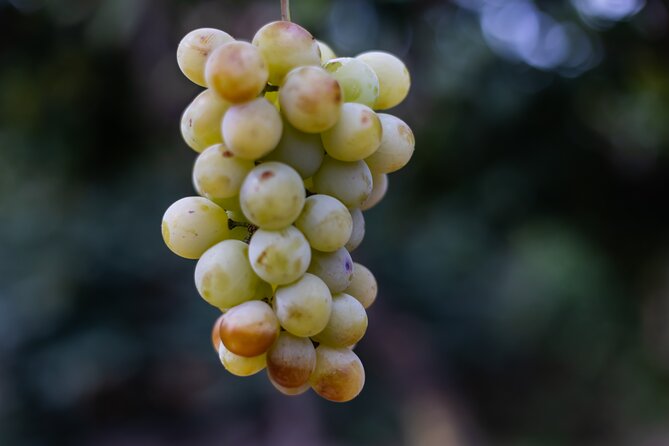 Slow Wine & Tartufo Gelato Tasting Experience - A Scenic Drive into Calabria’s Heartland