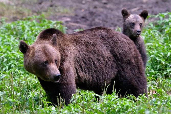 Small-Group Brown Bear-Watching Experience from Brasov - The Experience in Detail