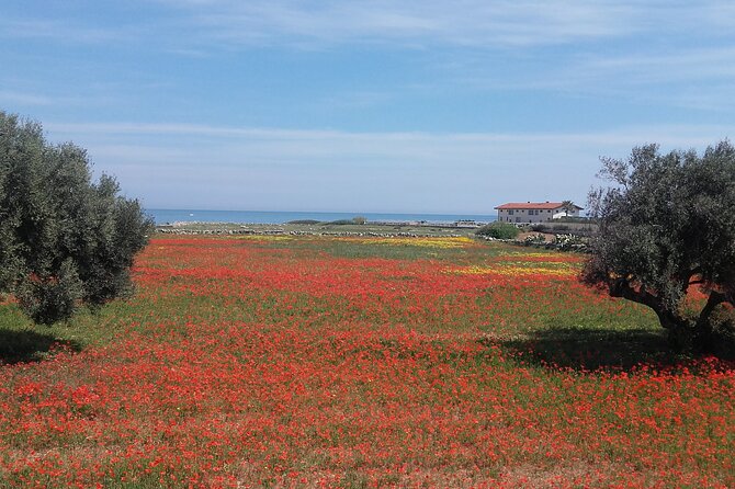 Small Group Half Day Tour of POLIGNANO a MARE and MONOPOLI - Key Points
