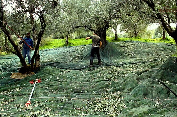 Small-Group Honey & Extra Virgin Olive Oil Tasting Tour in Crete - Introduction: Why It Stands Out
