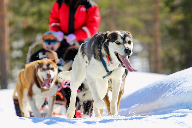 Small-Group Husky Mushing Experience in Rovaniemi - Key Points