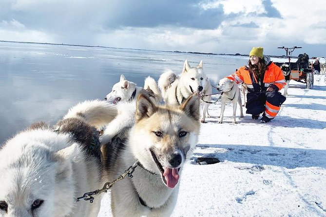 Small Group Husky Sledding Tour from Capital Region - An In-Depth Look at the Husky Sledding Experience