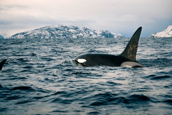 Small Group Whale Watching by RIB - Key Points