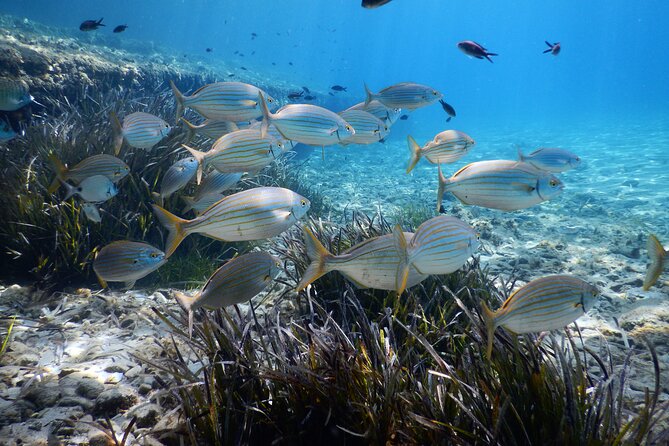 Snorkeling Adventure Trip - What You Can Expect During the Tour