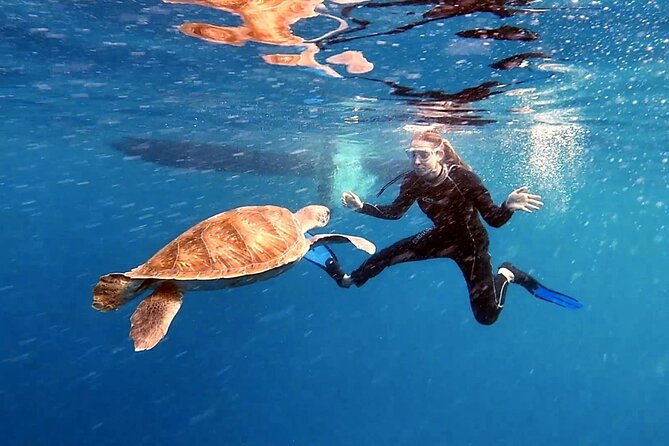 Snorkeling excursion in the Rayas and Turtles Zone - Exploring the Rayas and Turtles Zone: An Underwater Haven
