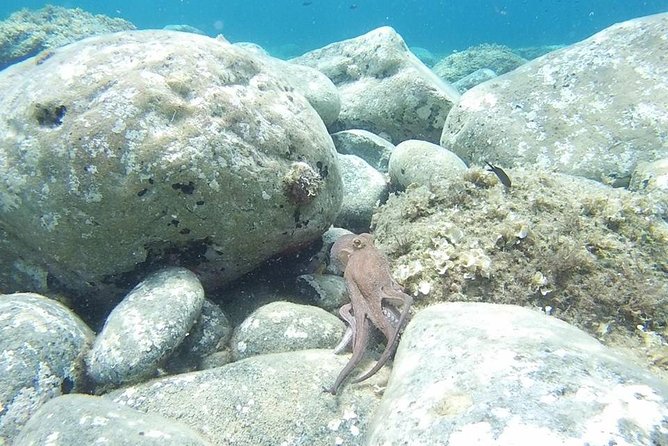 Snorkeling trip - A Scenic Ride Through Halkidiki’s Natural Beauty
