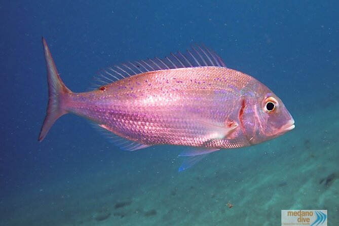 SSI Scuba Diver Course In Médano - Why This Course Might Be Perfect for You