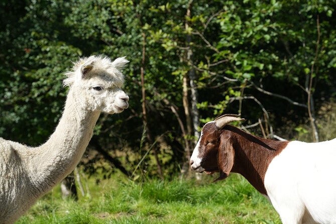 Steim Farm Experience in Vik, Norway - What You Can Expect from the Steim Farm Experience