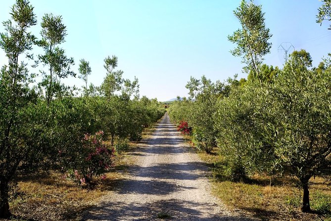 Sunset Tour with visit and guided tasting of 5 wines and local products - Key Points