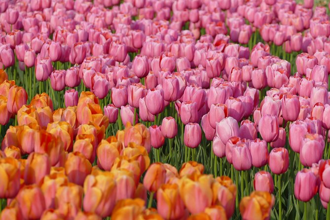 Taking Pictures in the Tulip Field at De Tulperij - Practical Tips for Visitors