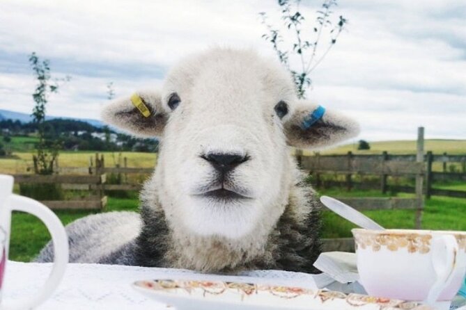 Tea with Naughty Sheep - An Authentic Scottish Outdoor Experience