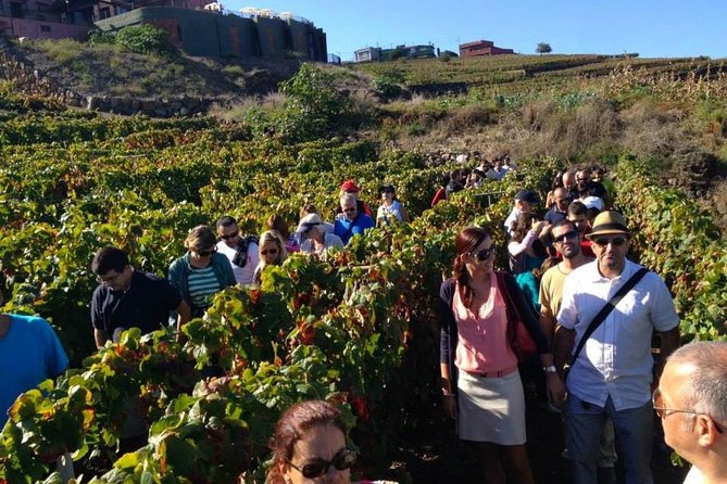 Tenerife Gastronomy Tour with Two Winery Visits and 4-Course Lunch - What to Expect from This Tenerife Gastronomy Tour