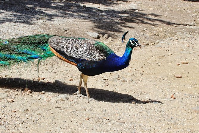 The Best of Rhodes & Lindos: Full Island Tour (Small Group) - An Overview of the Rhodes & Lindos Full Island Tour