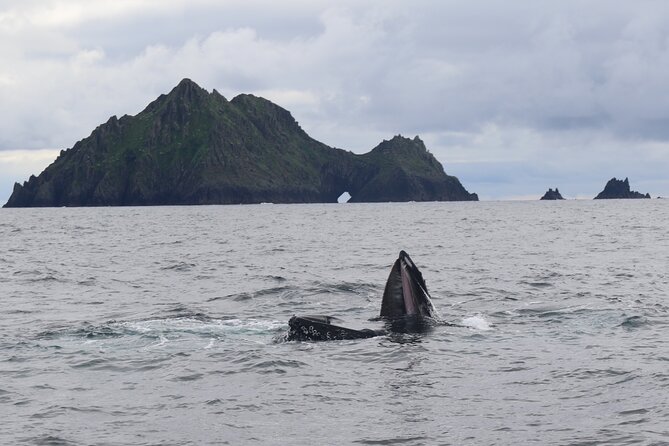 The Great Blasket Island Experience - Premium Tour - The Experience: What Travelers Say