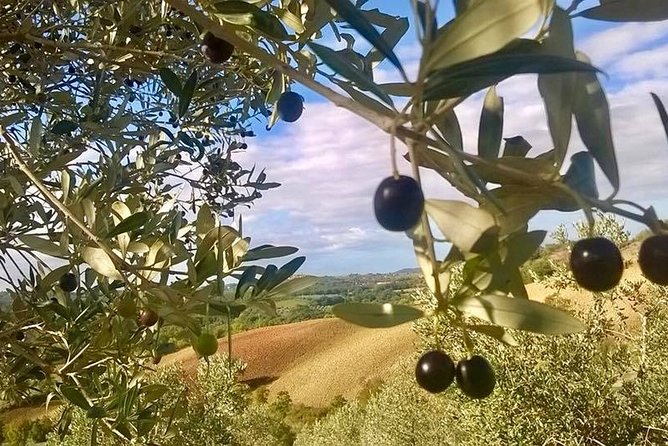 The Maremma - Inclusive Features That Bring the Experience to Life