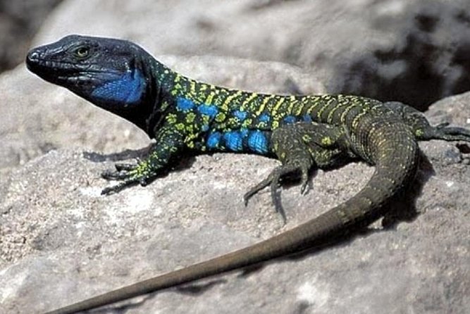 Ticket to Parque del Drago in Tenerife - A Closer Look at the Experience