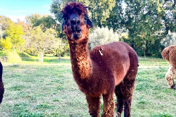 Tour of the Alpacas and the pigs of Cinta Senese in Montepulciano - An Authentic Peek into Tuscan Farm Life