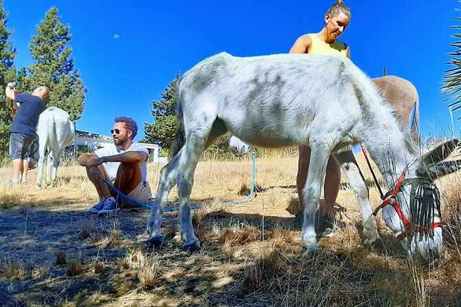 Tour the Sanctuary and Walk with the Donkeys and Share their Love - Exploring Donkey Dreamland: A Complete Walkthrough