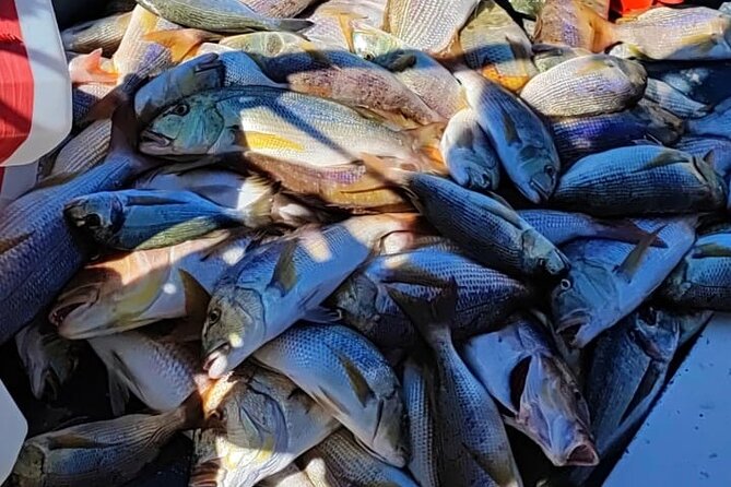 Traditional Mengo Fishing & fish picnic Hvar - What to Expect on This Fishy Day on Hvar