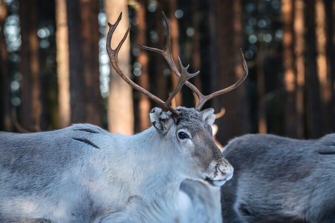 Traditional Reindeer Farm Visit with a Short Sleigh Ride - An Honest Breakdown of the Tour Experience