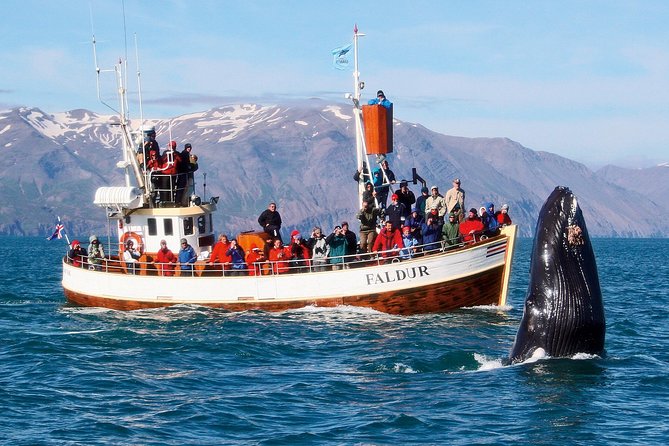 Traditional Whale Watching from Húsavík by Local Family Company - A Complete Look at the Whale Watching Experience