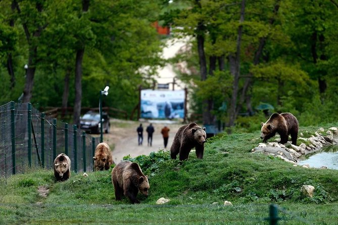 Transylvania with Dracula Castle, Bear Sanctuary and Brasov - What Sets This Tour Apart?