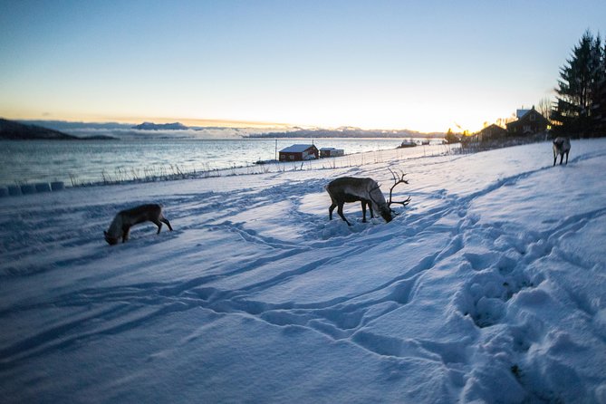 Tromsø: Exclusive Fjord Adventure by Bus - Who Will Enjoy This Tour?