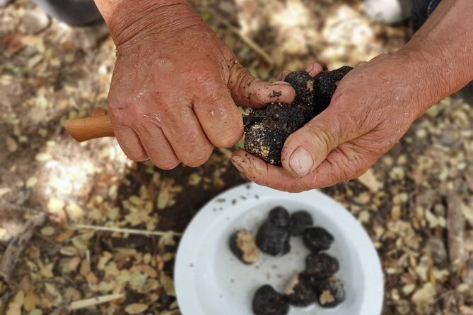 Truffle Hunting, Culinary & Wine Celebration from Elounda - An In-Depth Look at the Tour Experience