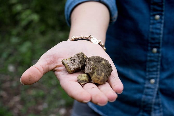 Truffle hunting + gourmet tasting (transfer included) - Analyzing the Value and Practicalities