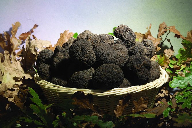 Truffle Hunting with Tasting Included - Umbria, Italy - What to Expect from the Truffle Hunting Tour
