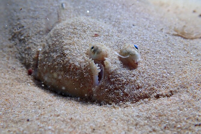 Try Scuba Diving in Arrabida Natural Park (Near Lisbon) with pictures - How the Experience Supports Beginners