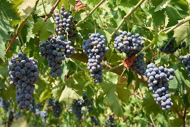 Verona and Amarone - Visiting Valpolicella: Italy’s Wine Hills