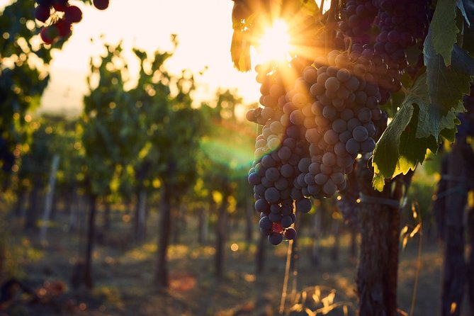 Verona area: Wine Tasting Experience in Valpolicella - Key Points