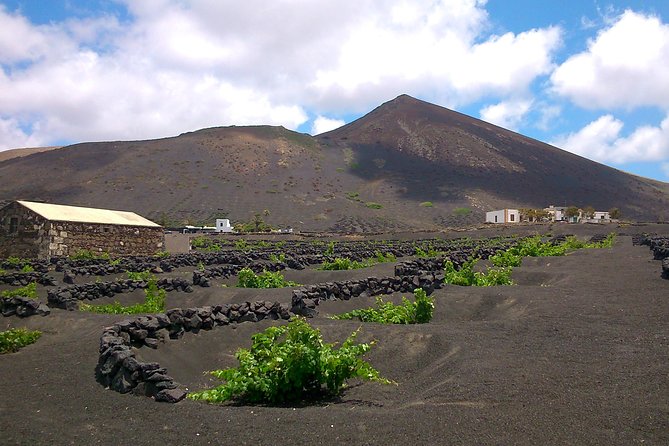 Vineyards of La Geria hiking tour - Discovering Lanzarote’s volcanic vineyards