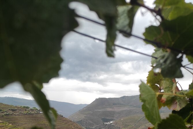 Vinho Verde 2 Wineries + Cultural Guimarães - Private/from Porto - The Wine Route: From Tradition to Innovation