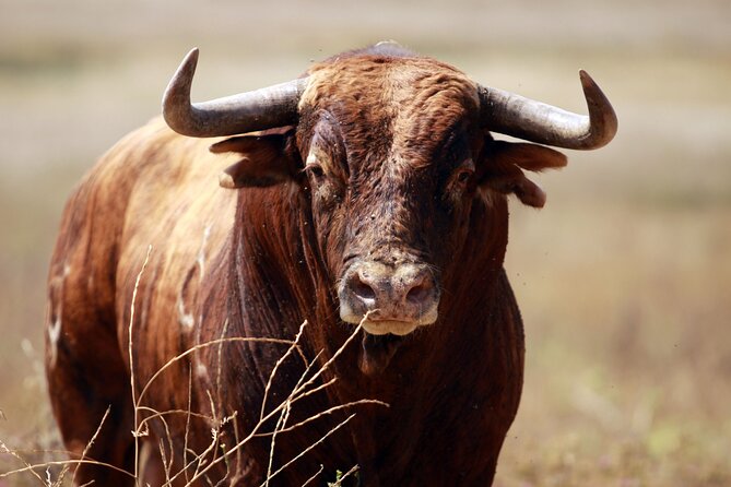 Visit Alvaro Domecq Horses and Brave Bulls in Freedom - An Immersive Look at the Andalusian Countryside
