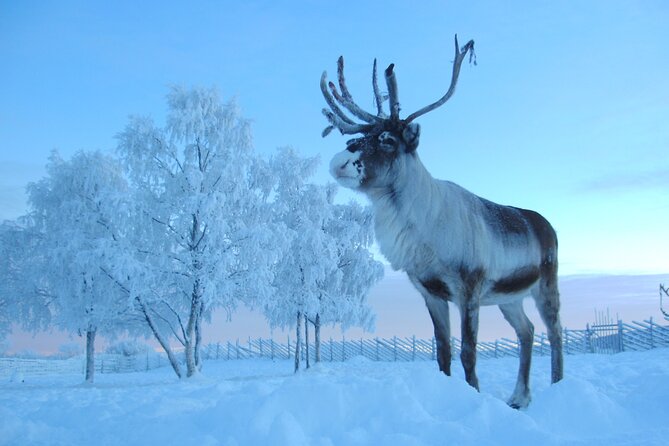 Visit the Sami and Reindeer in a Day Trip from Abisko - Immersive Sami Culture and Hands-On Activities