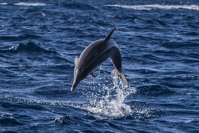 Watching whales and dolphins on Terceira Island - What to Expect on This Whale and Dolphin Tour