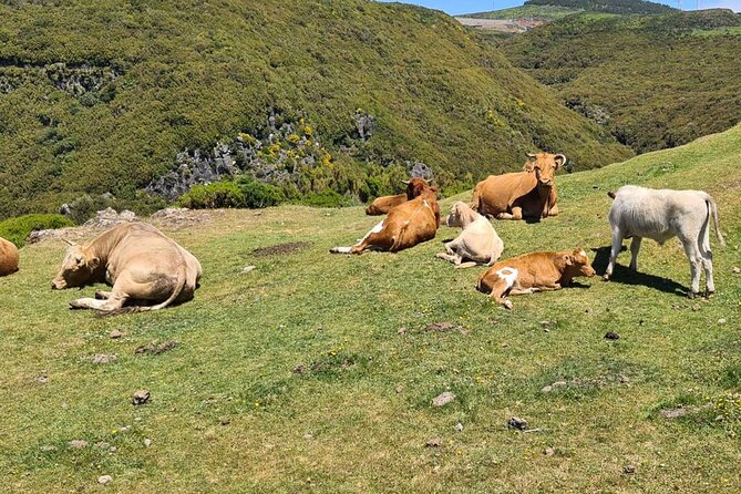 West of Madeira Private Half-Day Tour - An Overview of the Tour Experience