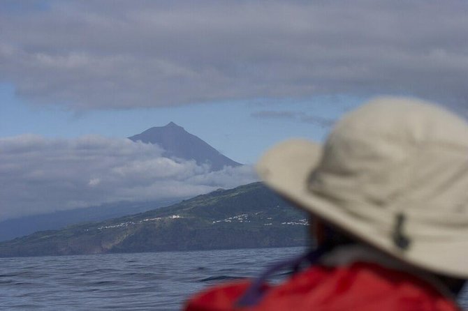 Whale and dolphin watching in Pico Island - An In-Depth Look at the Whale and Dolphin Tour