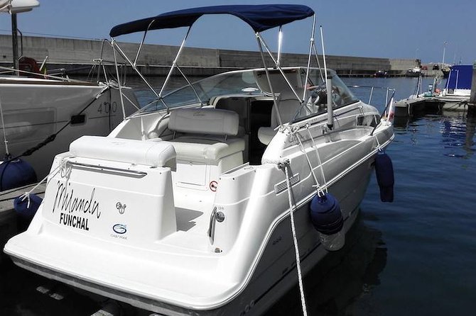 Whale and Dolphin Watching Tour in Madeira - A Deep Dive into the Madeira Whale and Dolphin Tour