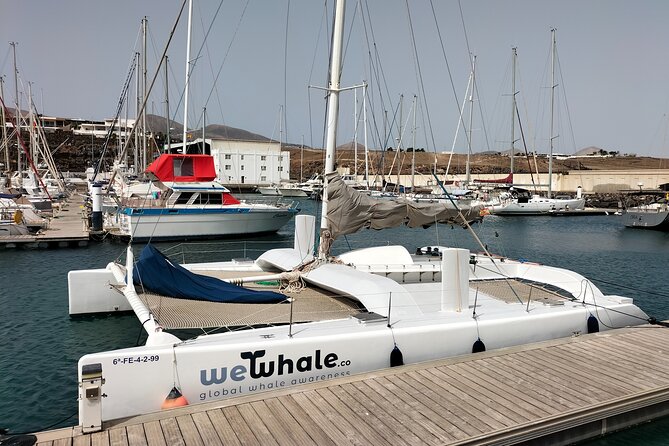 Whale & Dolphin Observation on Silent Catamaran with Hydrophone - Key Points