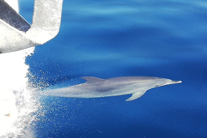 Whale & Dolphin Watching With Mustcat Virgin Coast Trip On a Large Catamaran - An Authentic Marine Experience in Tenerife