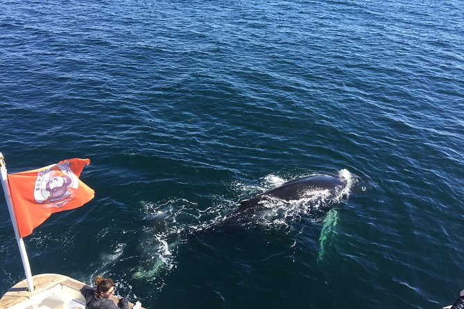 Whale Watching and Northern Lights Half-Day Combo Tour - Introduction: Who Should Consider This Tour?