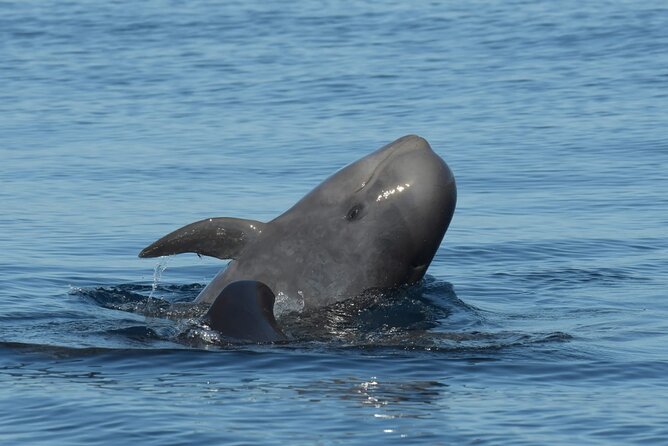 Whale watching and snorkelling in the whale sanctuary - A Closer Look at the Experience