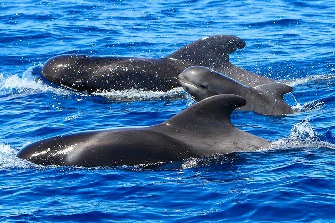 Whale Watching Catamaran in Costa Adeje (Including drinks & Sandwich) - Key Points