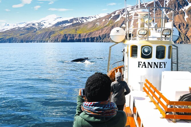 Whale Watching in Husavik - Who Will Enjoy This Tour?