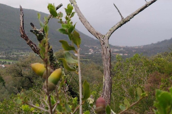 Whispering Winds and Curdled Dreams: From the Mountains to Table - What to Expect in Practical Terms